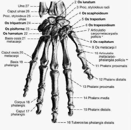 Američki i francuski znanstvenici posvetili su se istraživanju zvuka ...