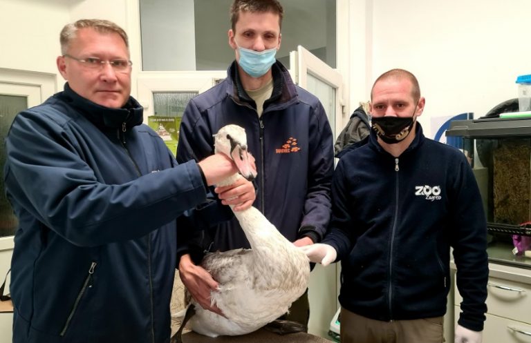 Petak 13. postao sretan dan za tvrdoglavog labuda s Bundeka - lovili su ...