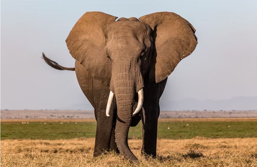 Slon u Indiji ubio ženu (70), nakon toga joj na sprovodu izgazio tijelo ...