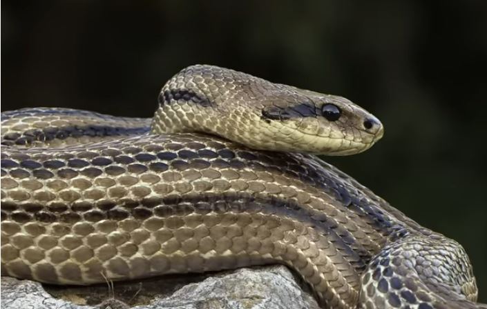 Turisti naišli na golemu zmiju u Dalmaciji: Može narasti do čak 260 cm ...