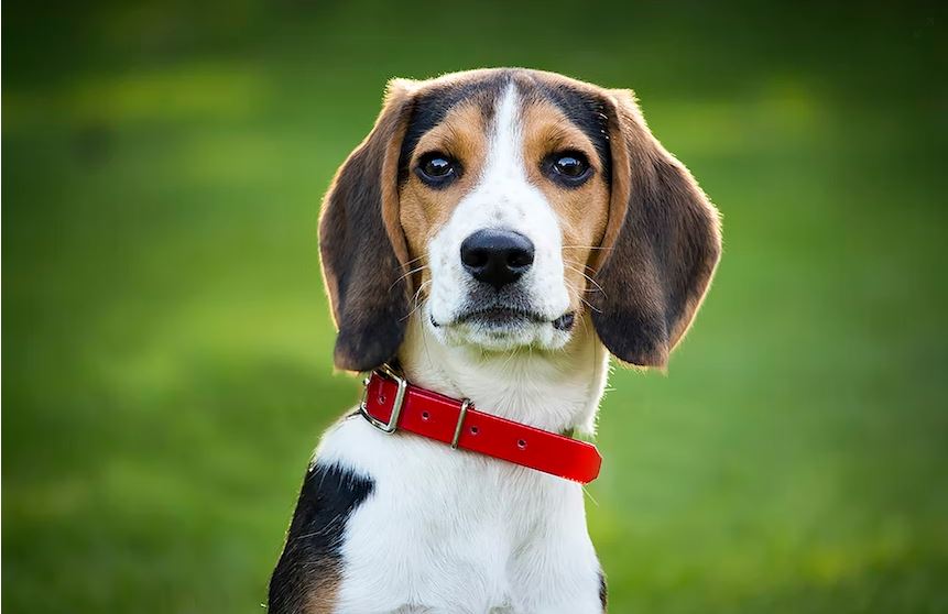 Nevjerojatna priča: Kako je bigl Tobi spasio život svojoj vlasnici ...