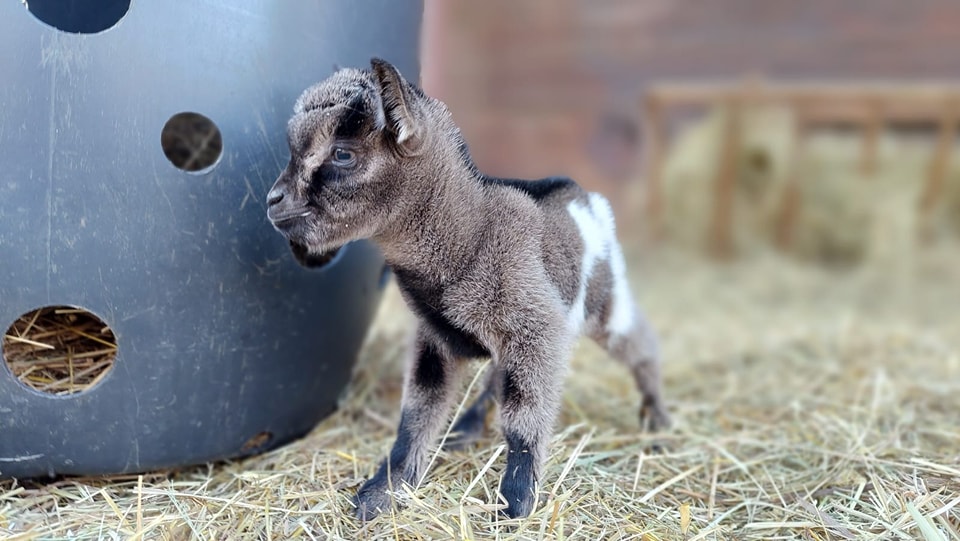 FOTO Patuljasta koza Elena postala je mama, pogledajte preslatkog ...