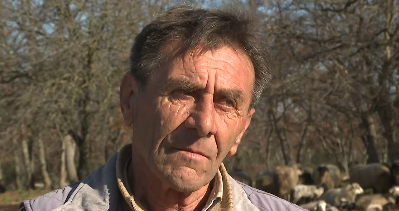 Čopor vukova poklao 20 ovaca obitelji kod Zadra. Očajni stočar: 'Nema ...